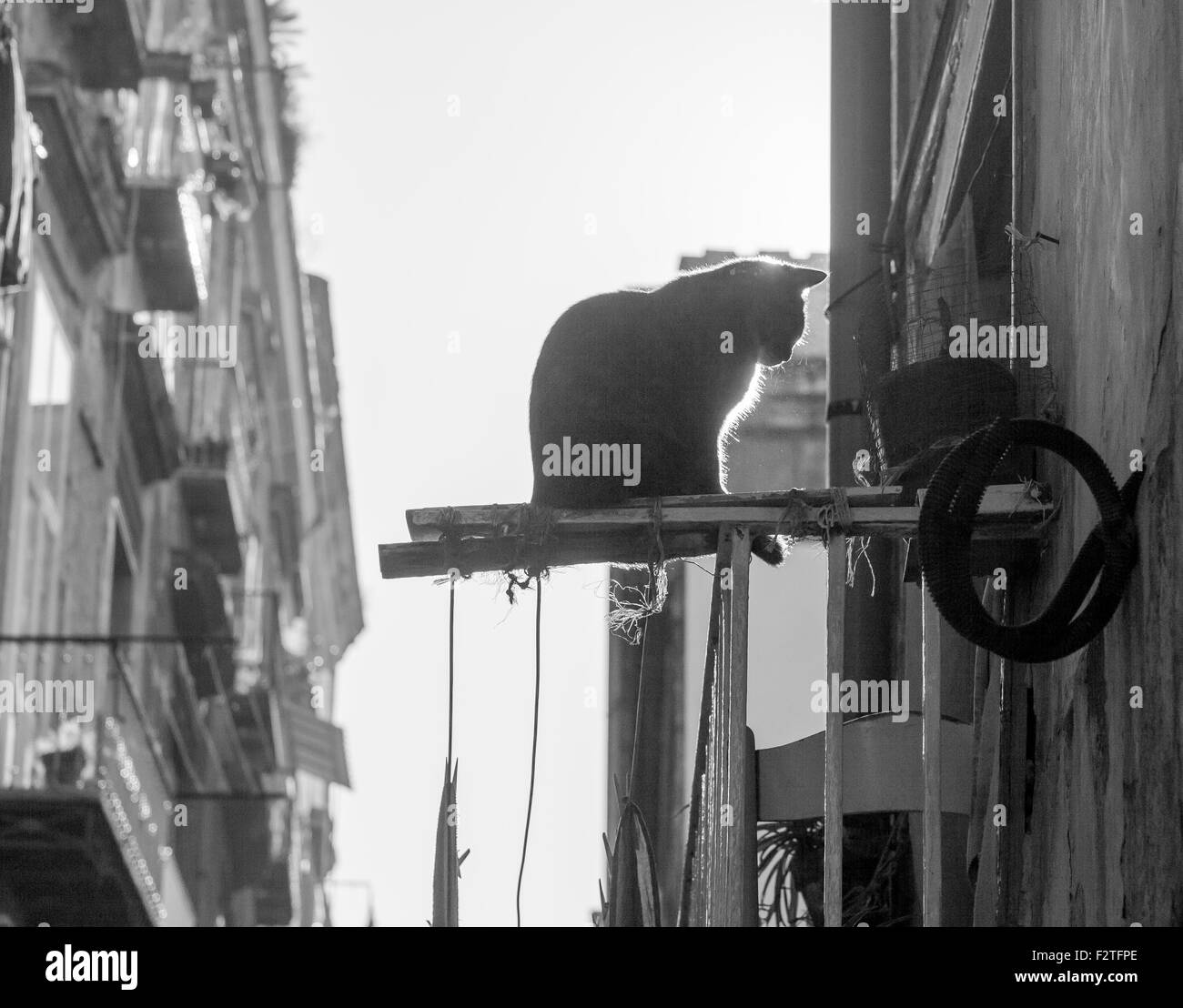 cat on the scaffolding ,historical center, napoli, Italy Stock Photo ...