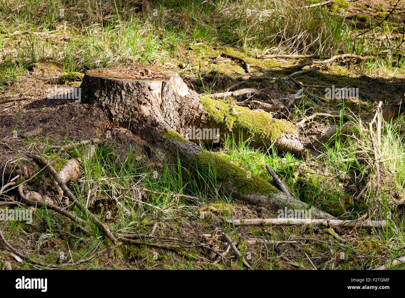 The spruce forest stump with grass on ground Stock Photo - Alamy