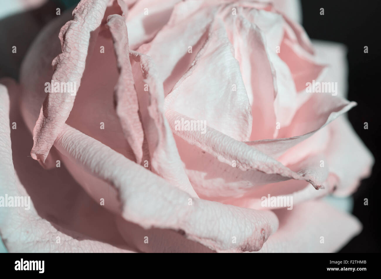 Fading rose pink color close up Stock Photo - Alamy