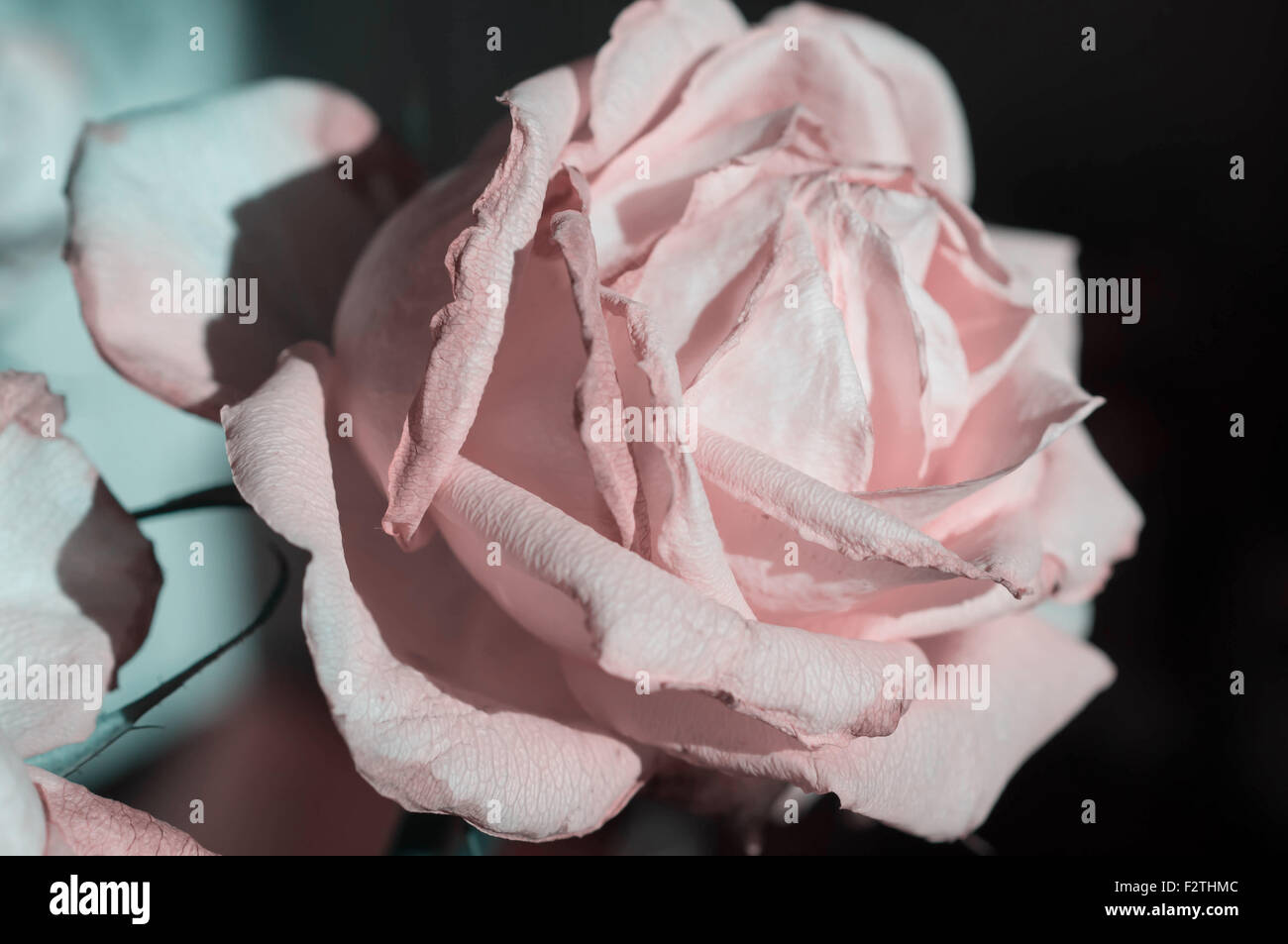 Fading rose pink color close up Stock Photo - Alamy