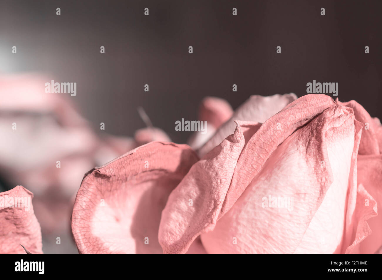 Fading rose pink color close up Stock Photo - Alamy