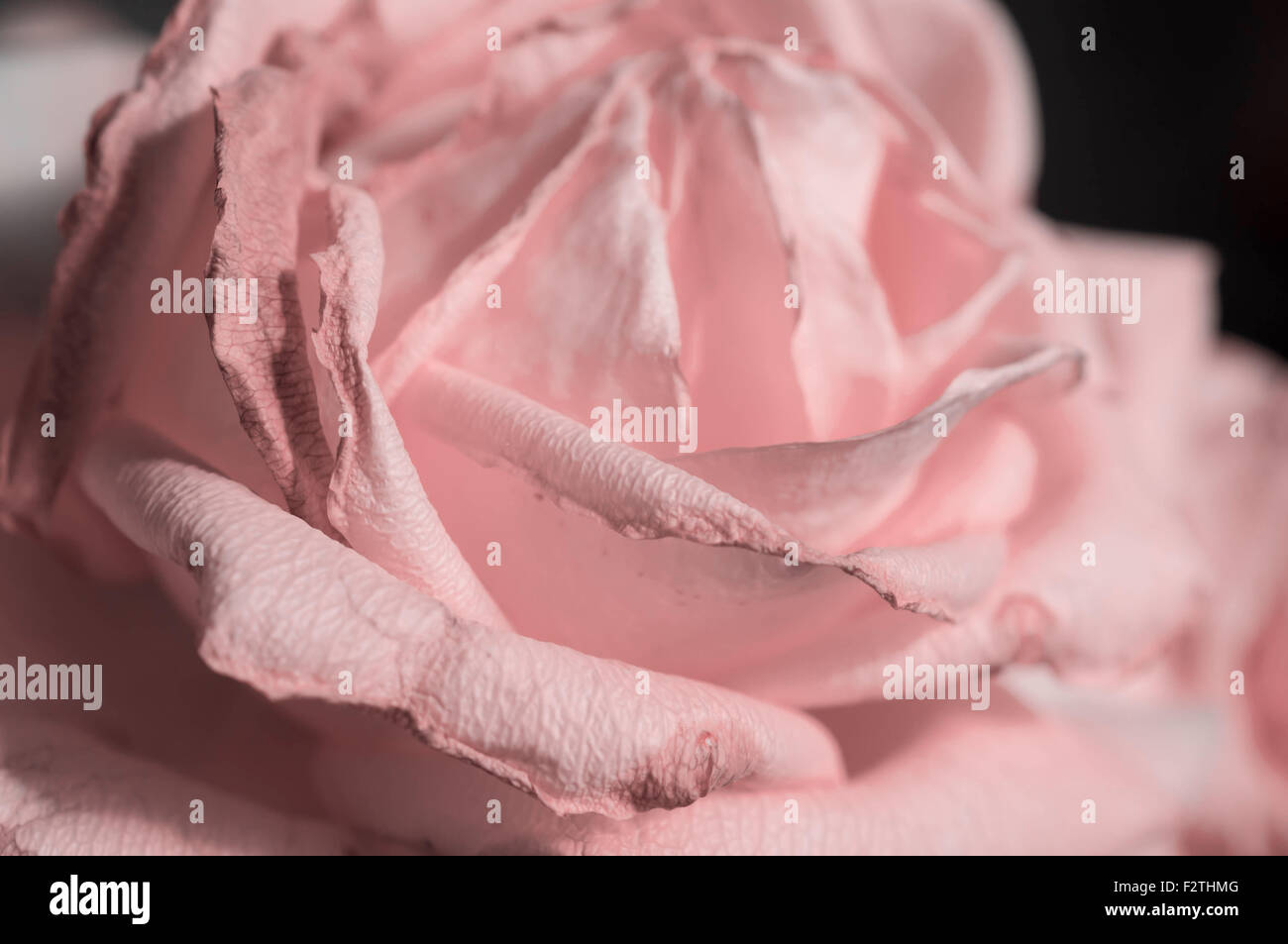 Fading rose pink color close up Stock Photo - Alamy