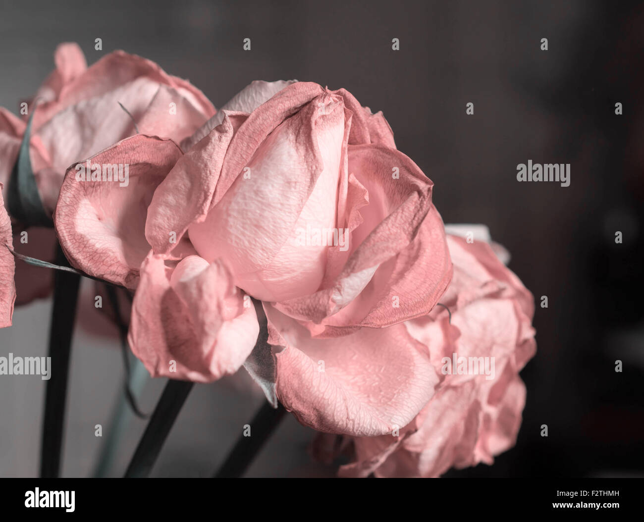 Fading rose pink color close up Stock Photo - Alamy