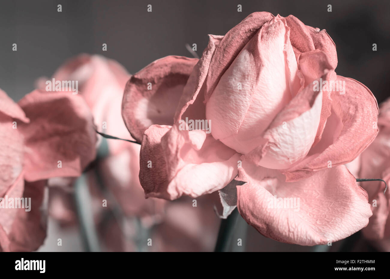 Fading rose pink color close up Stock Photo - Alamy