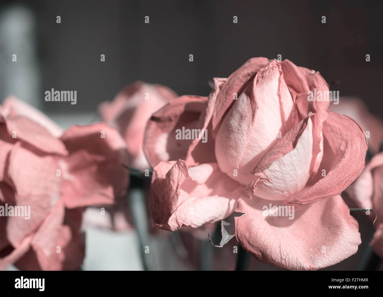 Fading rose pink color close up Stock Photo - Alamy