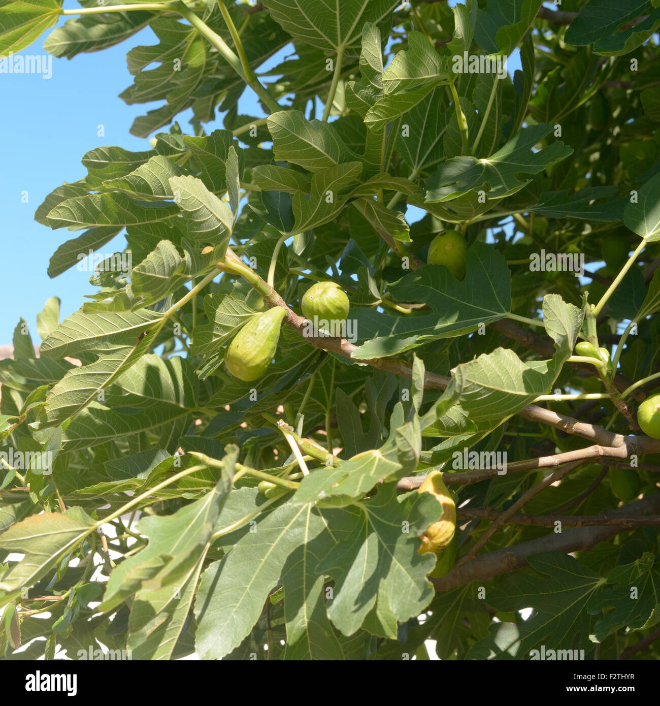 Figs growing tree hi-res stock photography and images - Alamy
