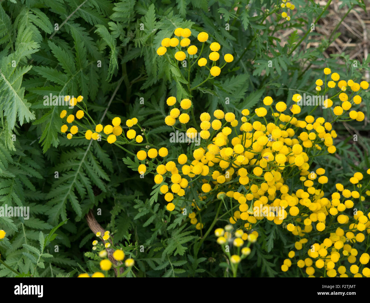 Mimosa in bloom Stock Photo - Alamy