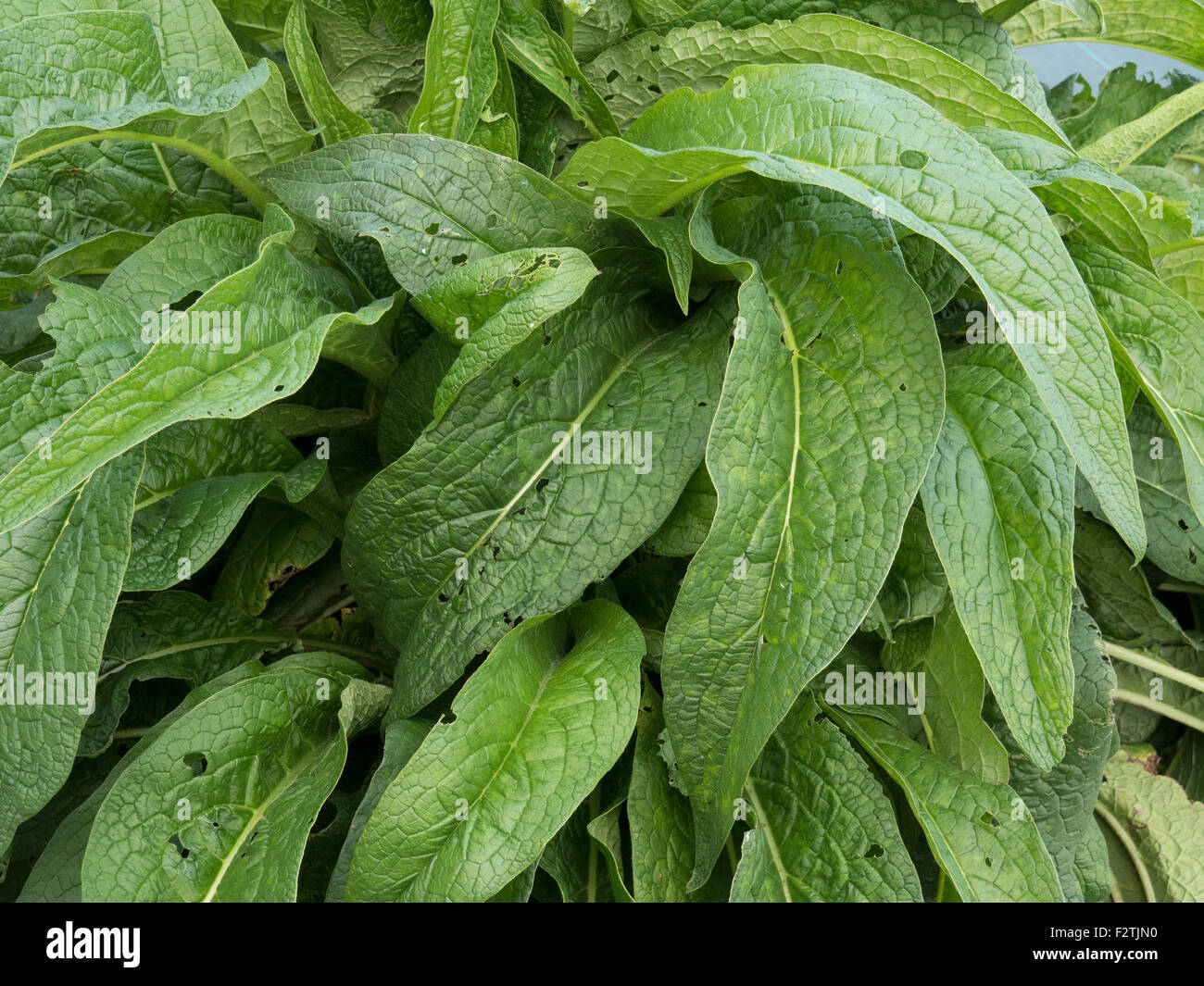 Comfrey Leaf