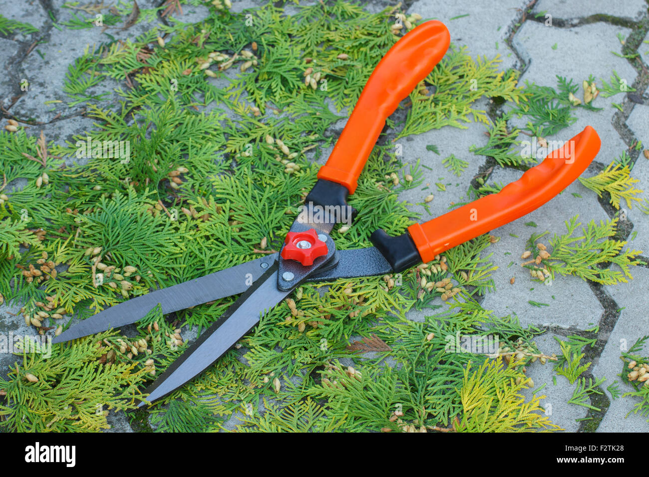 Gardening tool to trim hedge, cutting bushes with garden shears ...