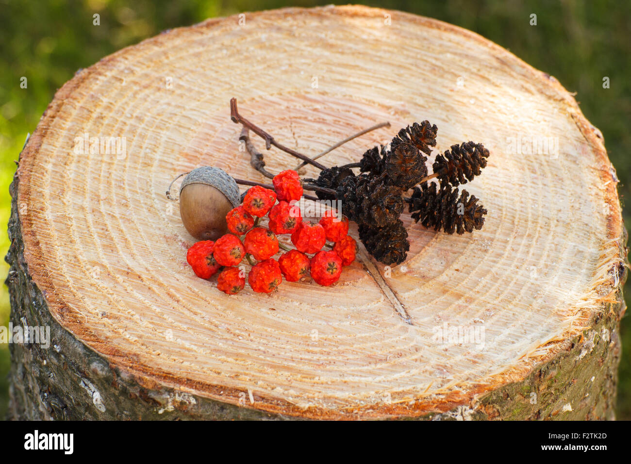 Red alder trunk hi-res stock photography and images - Alamy