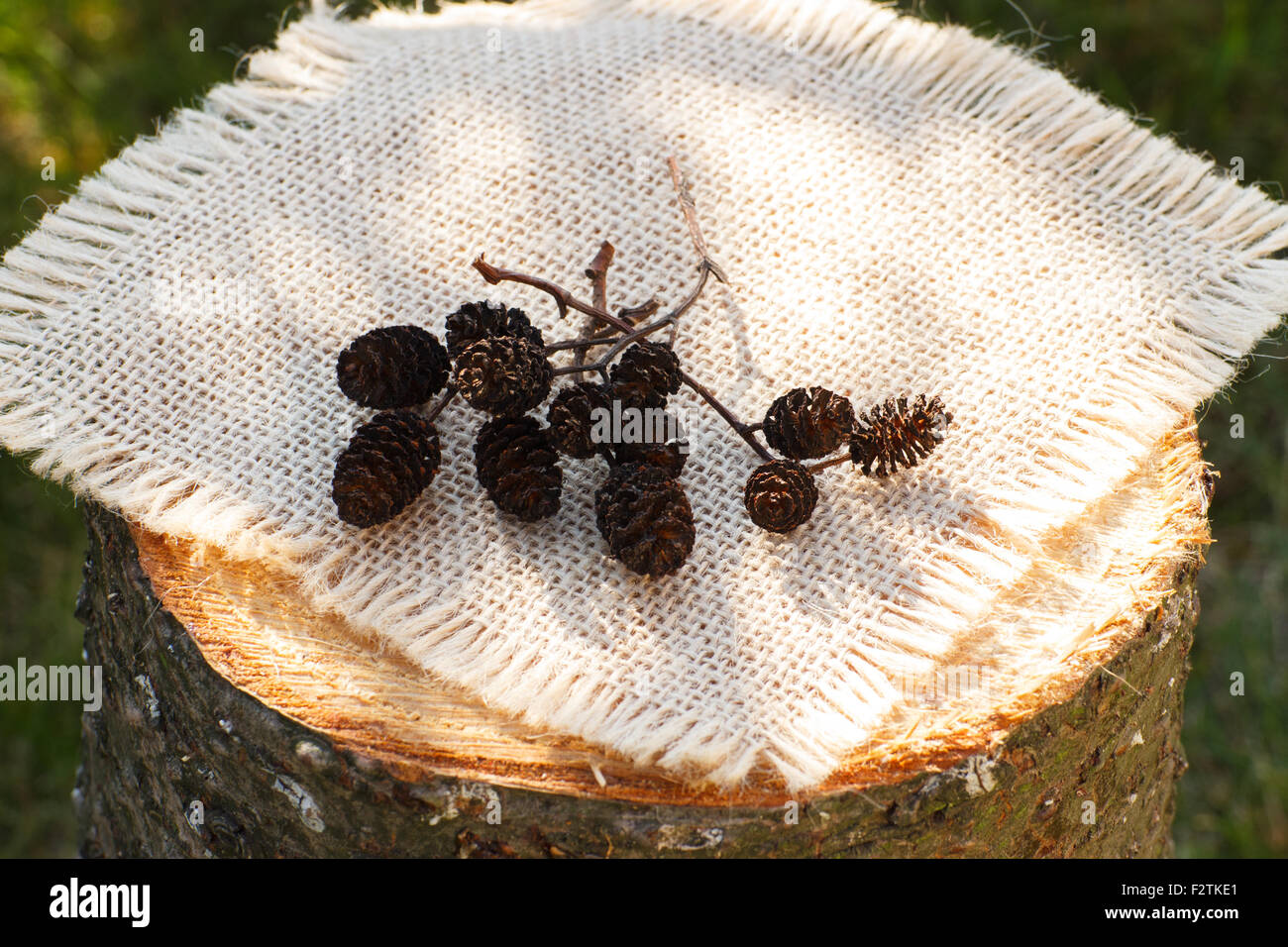Red alder trunk hi-res stock photography and images - Alamy