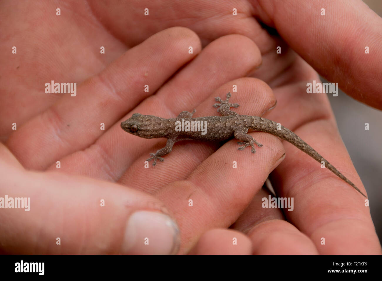 Hands full of Lizard Stock Photo - Alamy