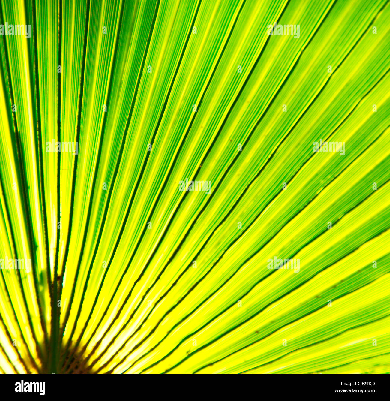 abstract green leaf in the light and shadow morocco africa Stock Photo ...