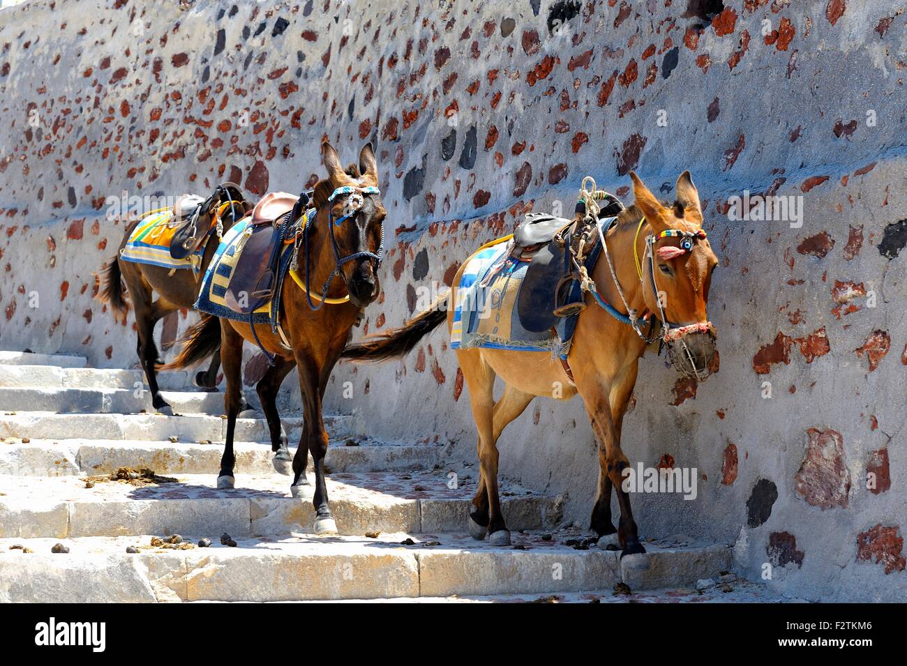 Donkeys walking down a caldera path in the village of Oia Santorini ...