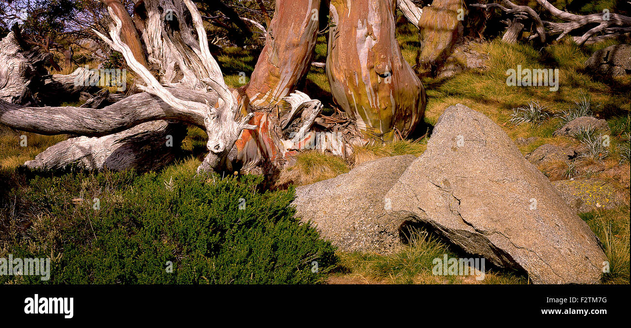 Snow Gums Australia High Resolution Stock Photography and Images - Alamy
