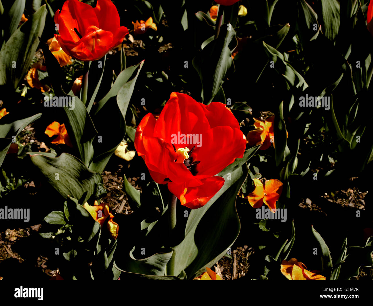Red Tulip flower Stock Photo - Alamy