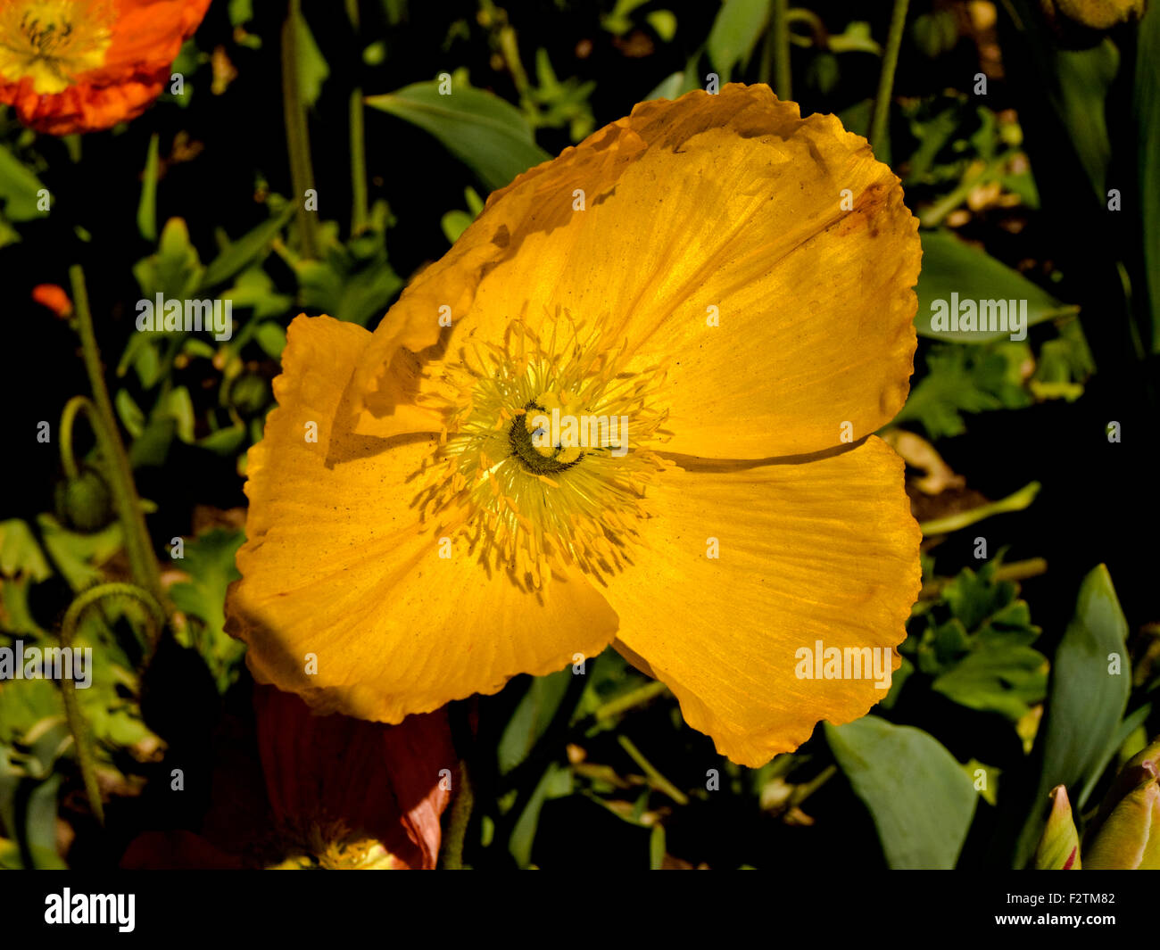 Yellow poppy hi-res stock photography and images - Alamy