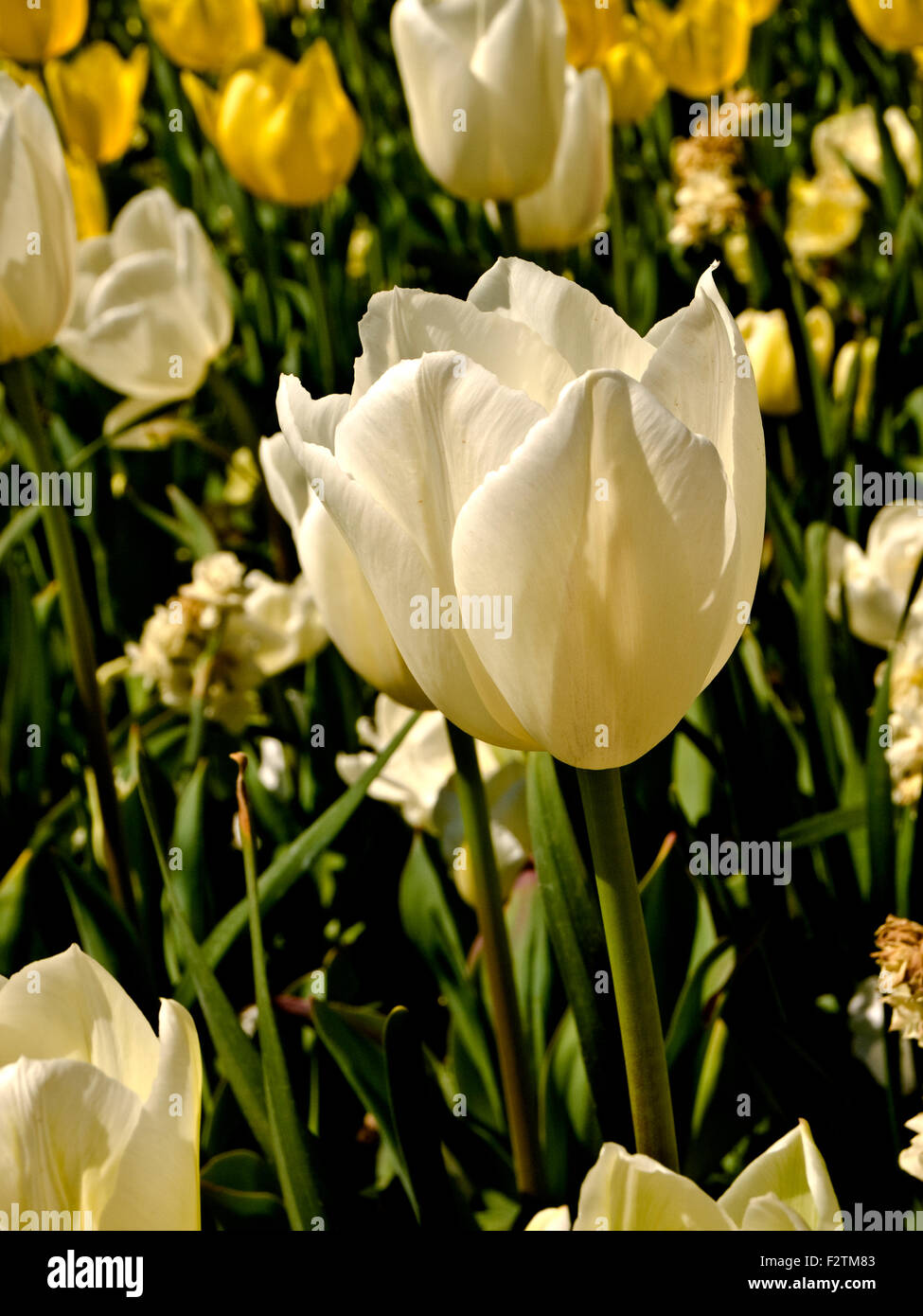 Cream tulip flower Stock Photo - Alamy