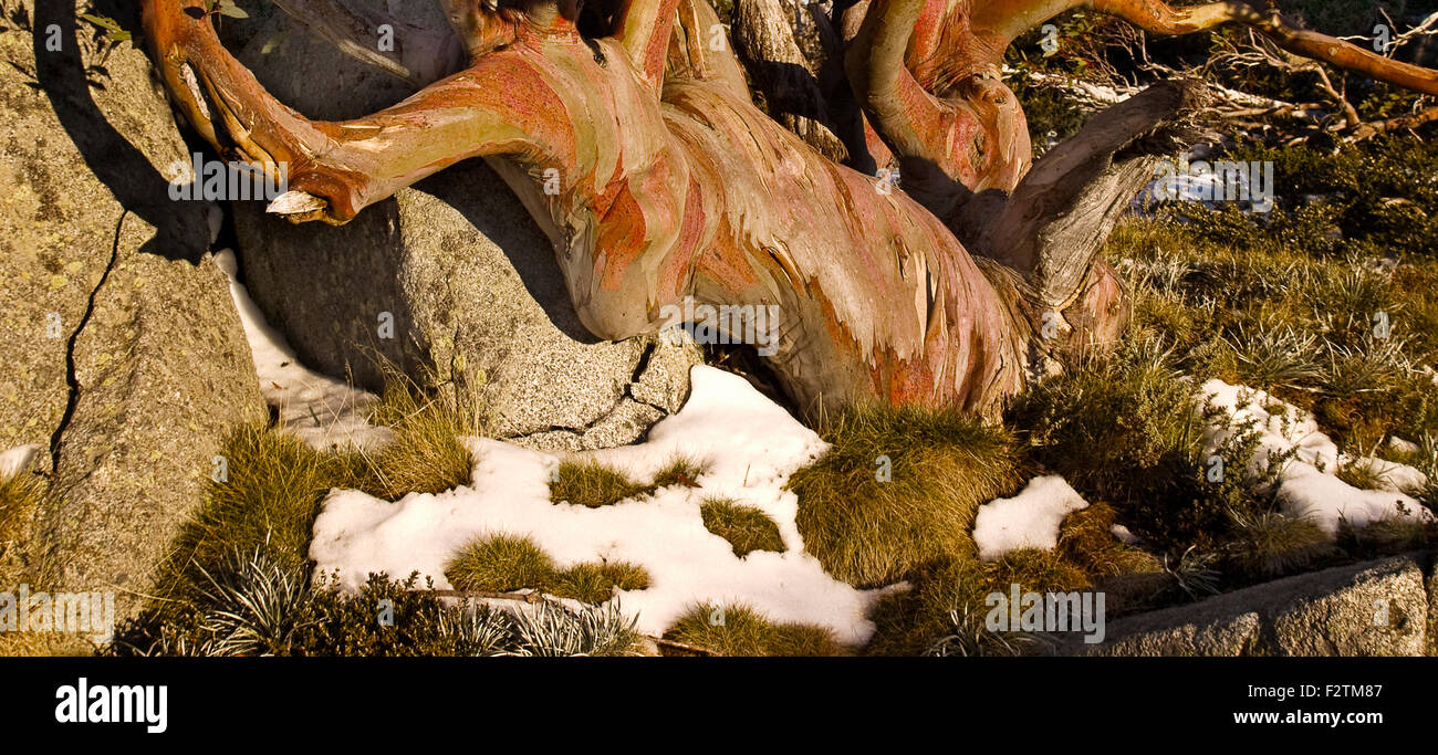 Australia: Snow gum, Snowy Mountains, NSW Stock Photo - Alamy