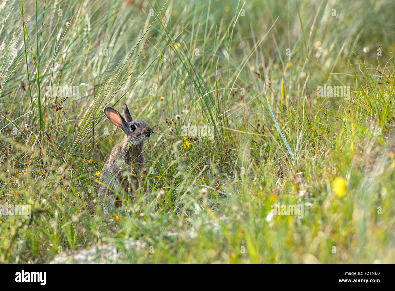Rabbit (Oryctolagus cuniculus) eating, on an overgrown dune, Binz ...