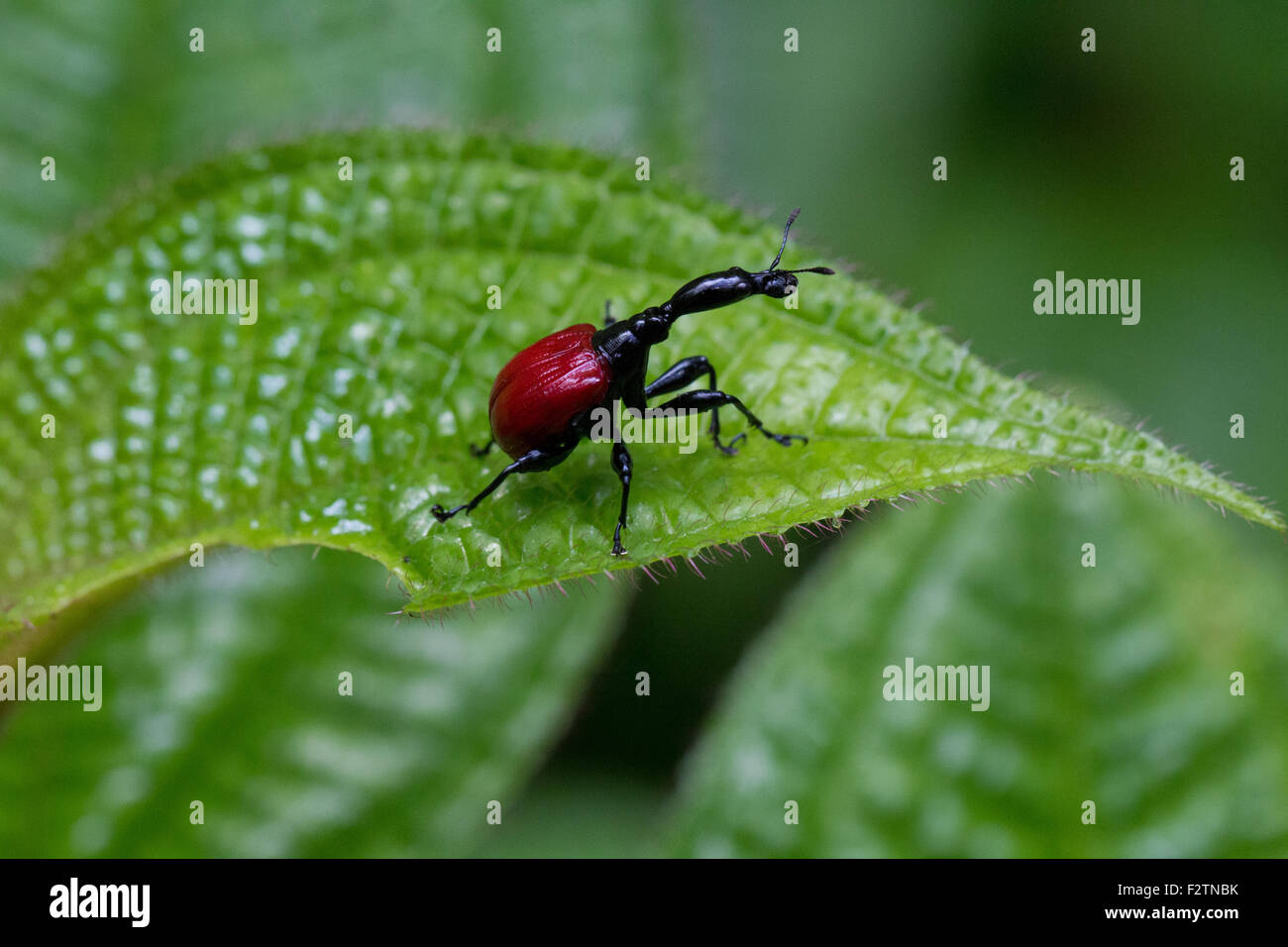 Giraffe weevil (Trachelophorus giraffa), female, Andasibe National Park ...