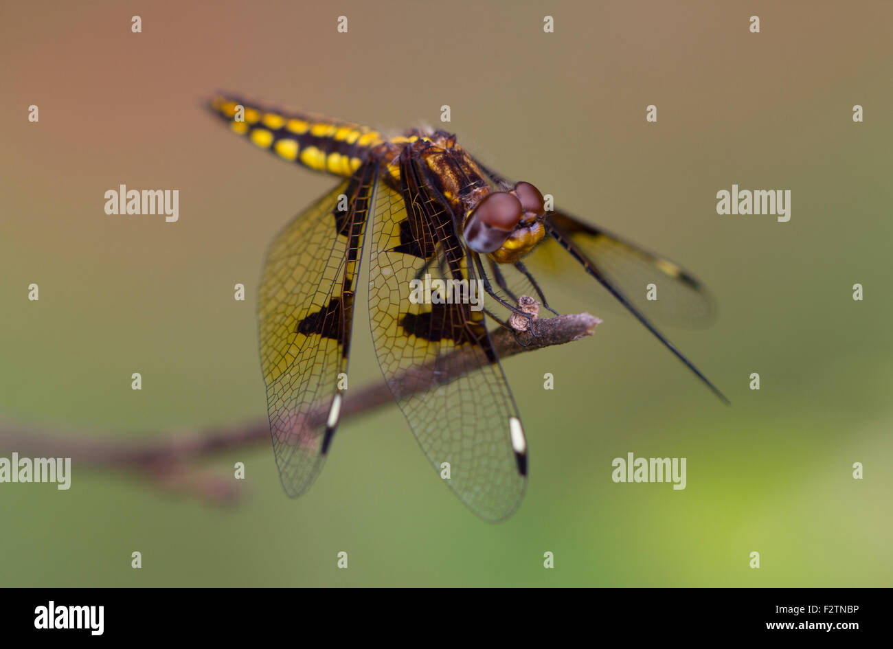 Dragonfly (Odonata), yellow, clear and black wings, near Antananarivo ...