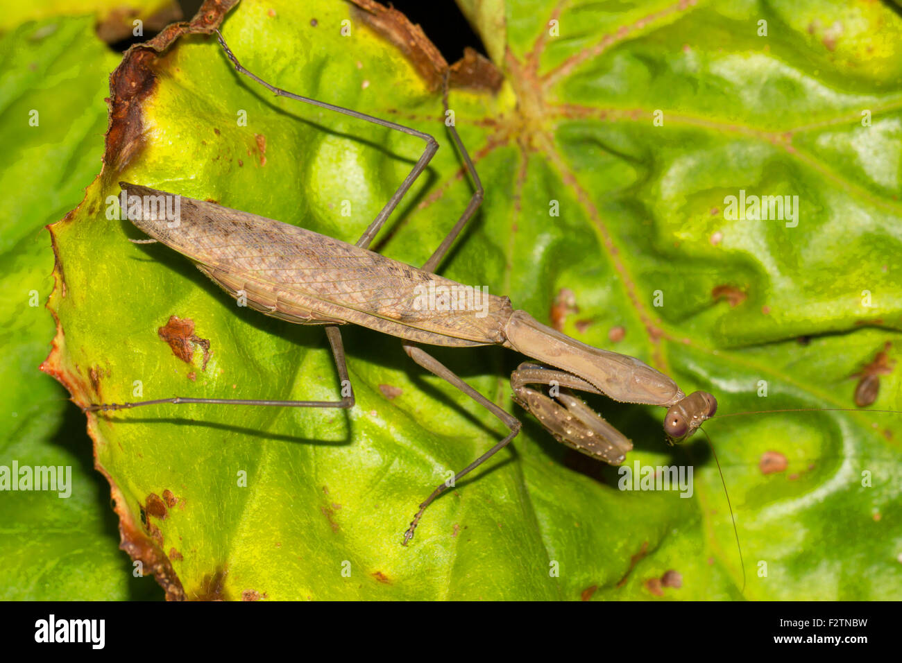 Mantis (Polyspilota aeruginosa), female, rainforest of Ranomafana ...