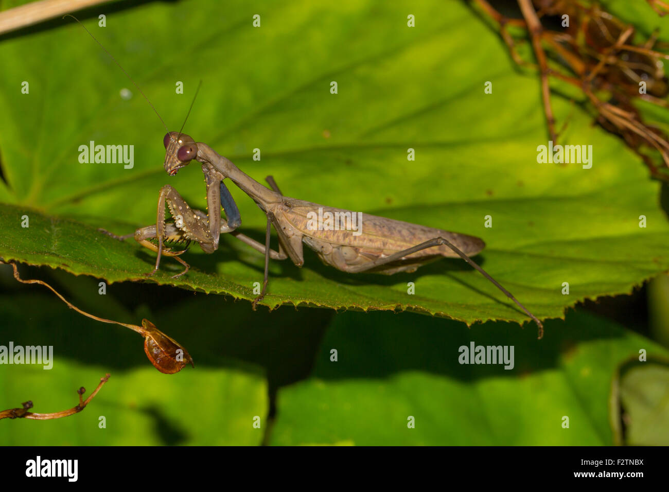 Mantis (Polyspilota aeruginosa), female, rainforest of Ranomafana ...