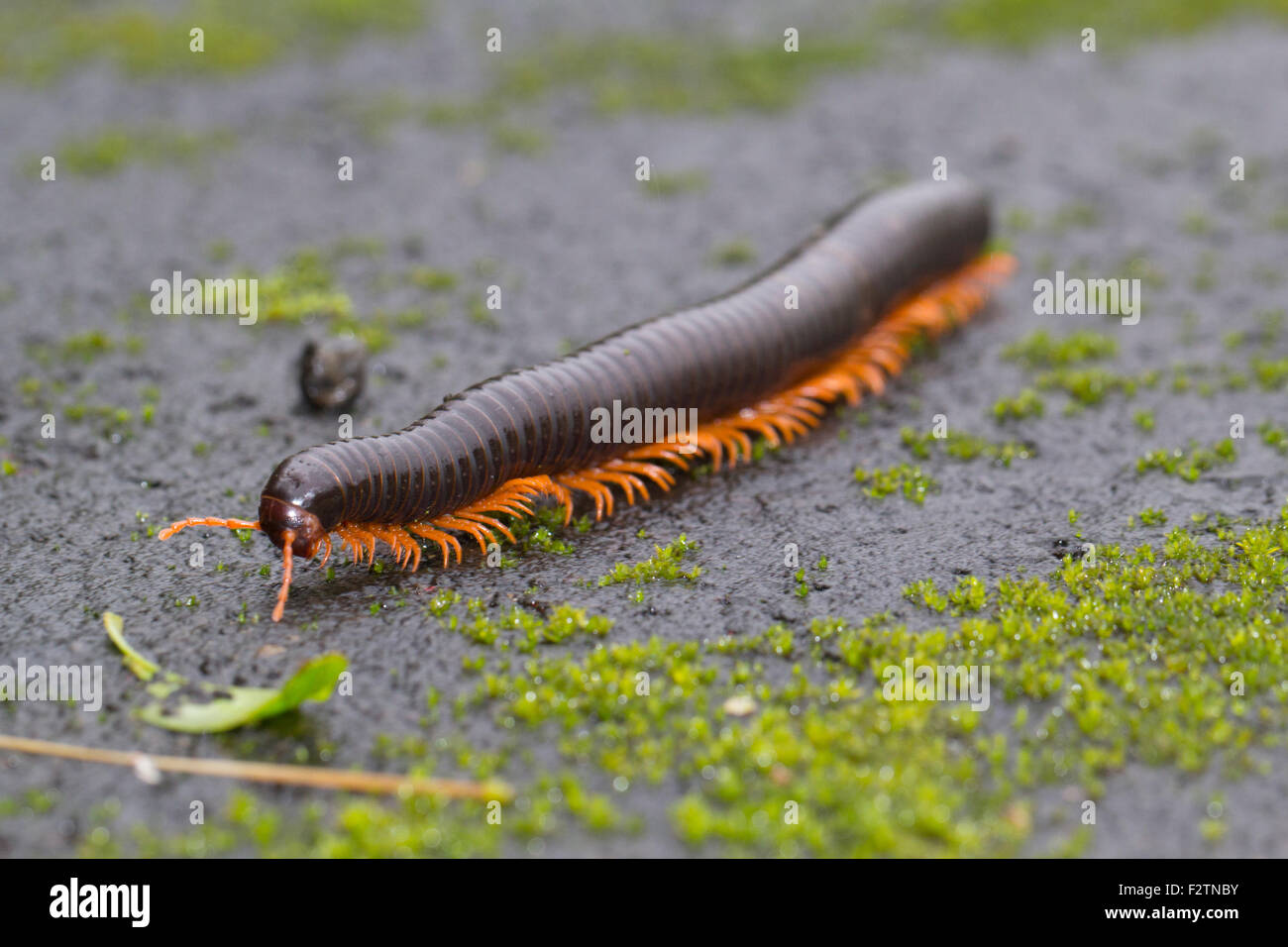 Millipede (Diplopoda), rainforest of Ranomafana National Park, Southern ...