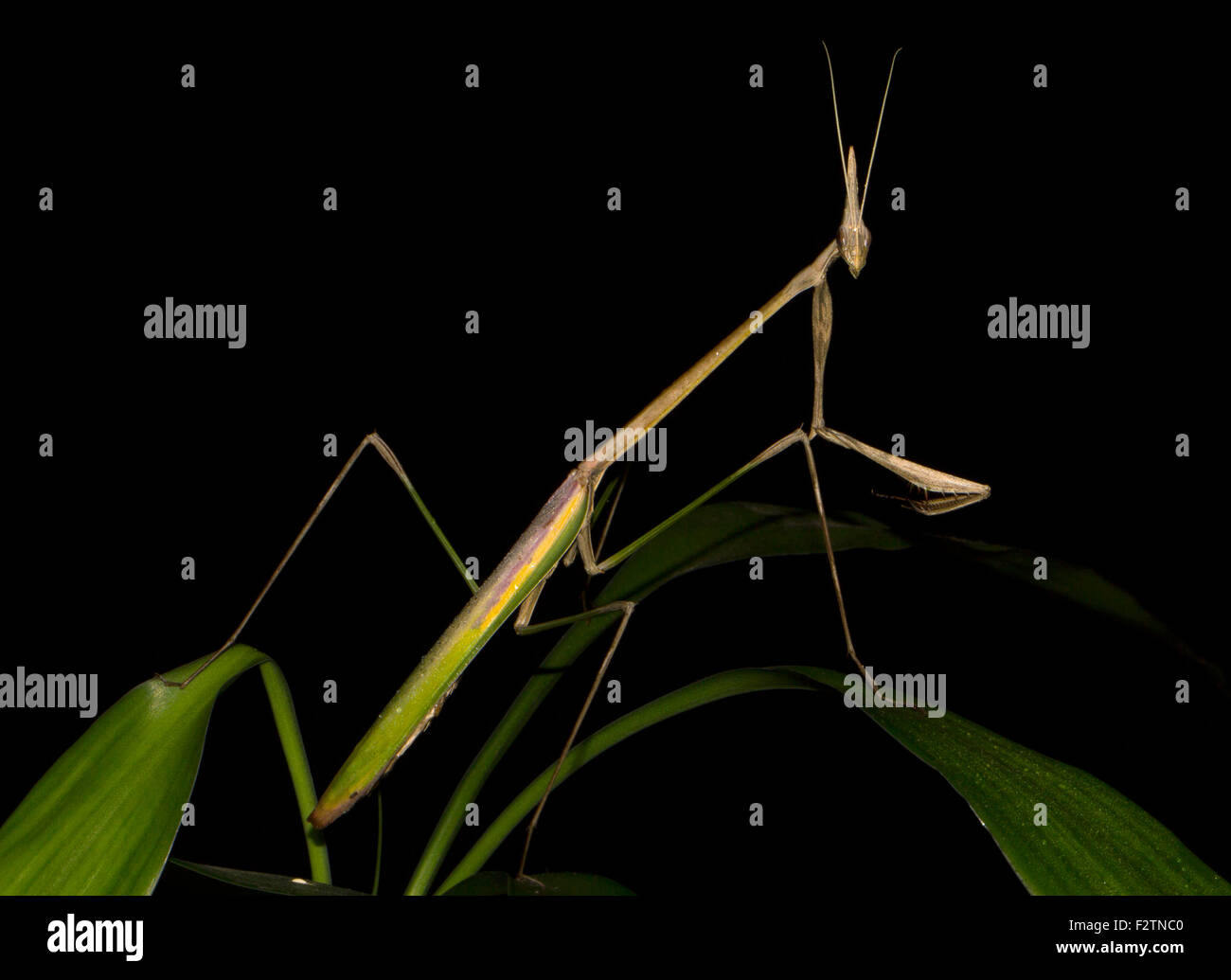 Mantis (Idolomorpha madagascariensis), female, Isalo National Park ...