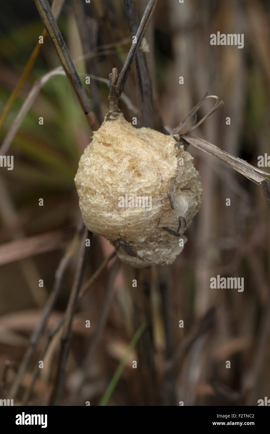 Ootheca of a praying mantis, Isalo National Park, Madagascar Stock ...