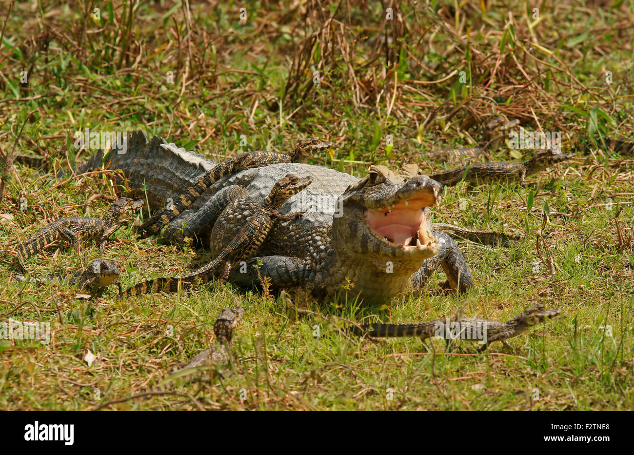 Female crocodile with hatchlings hi-res stock photography and images ...