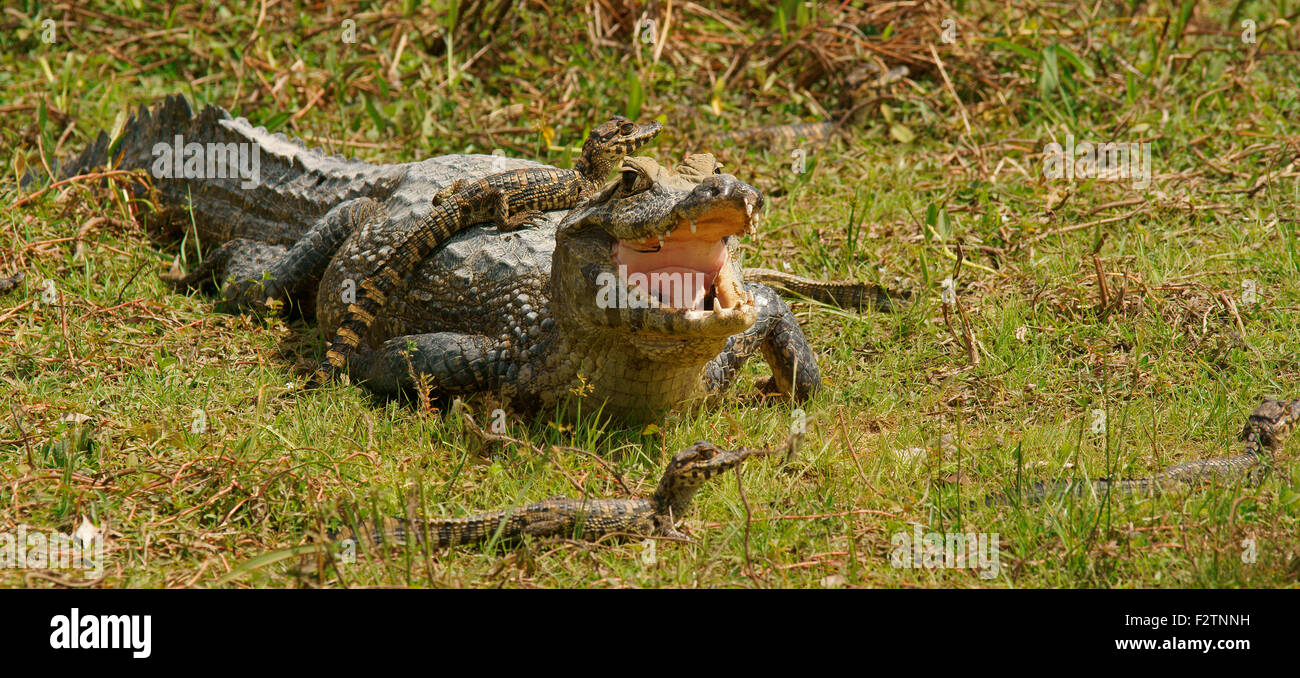 Yacare caiman (Caiman Yacare, Caiman crocodilus yacare), female with ...