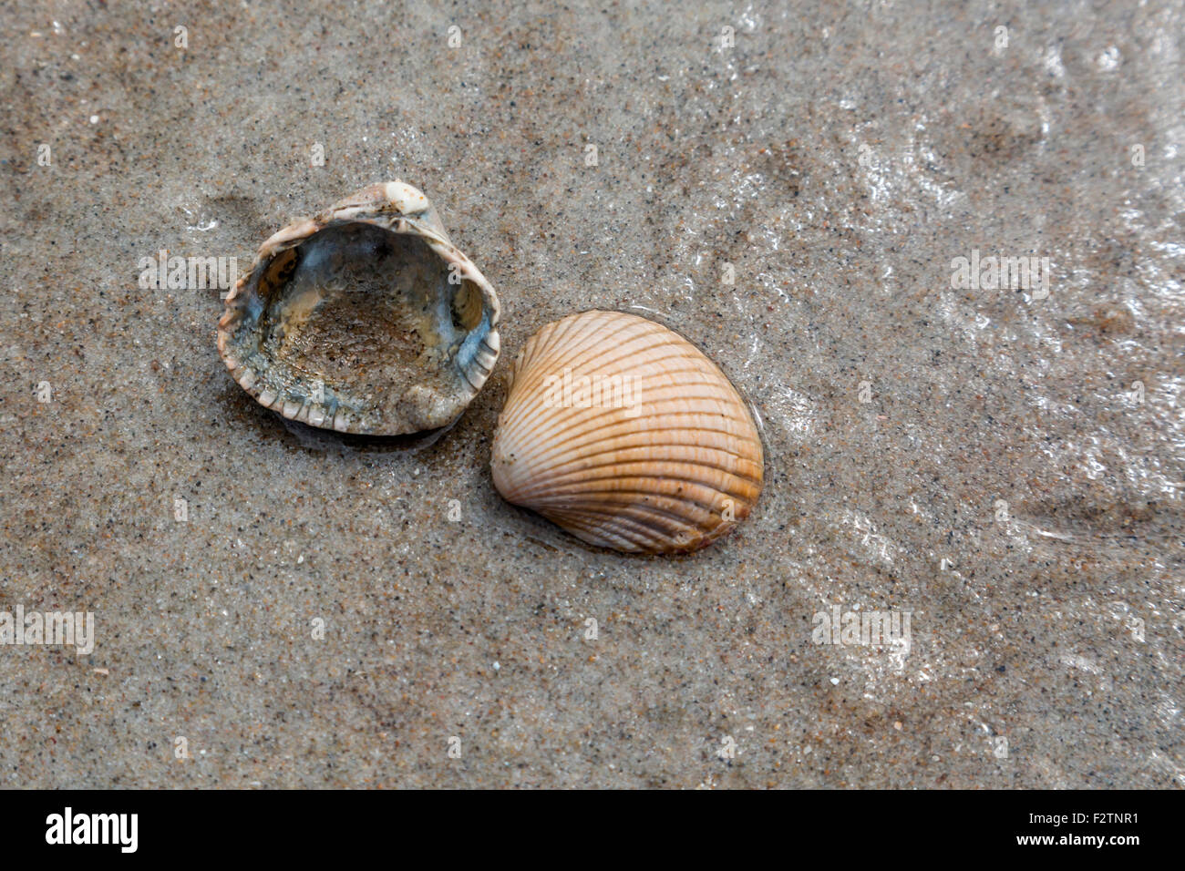 Shells on the beach in the sand, Holland, The Netherlands Stock Photo ...