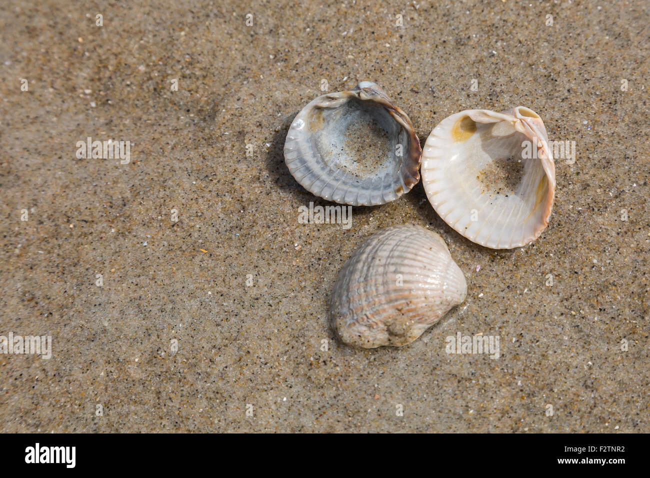 Shells on the beach in the sand, Holland, The Netherlands Stock Photo ...