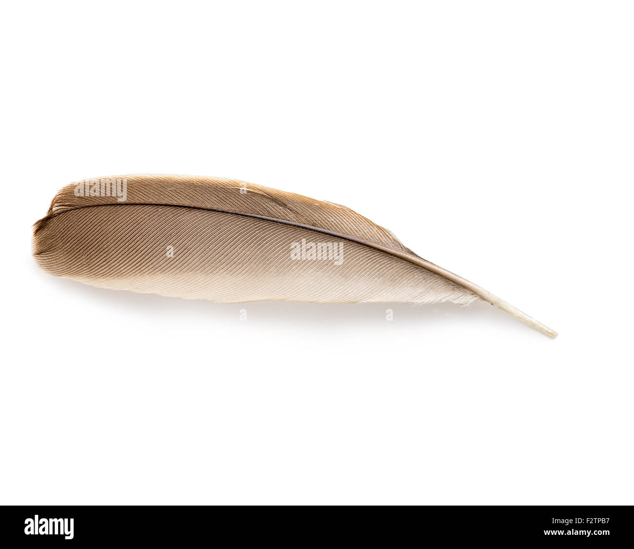 Chicken feathers close up detail Cut Out Stock Images & Pictures - Alamy