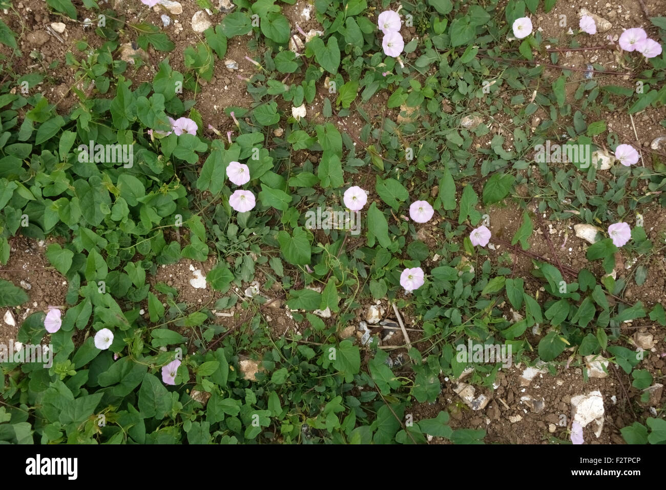 Convolvulus bindweed white flower hi-res stock photography and images ...
