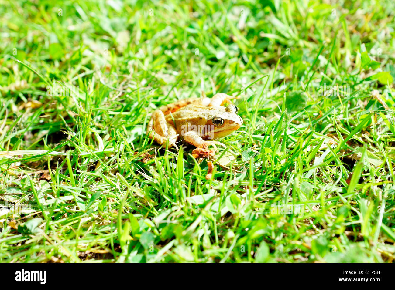COMMON FROG GARDEN Stock Photo - Alamy