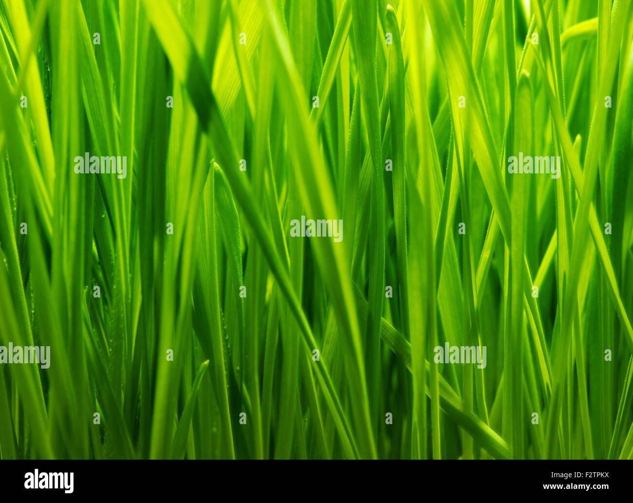 Fresh green grass background Stock Photo - Alamy