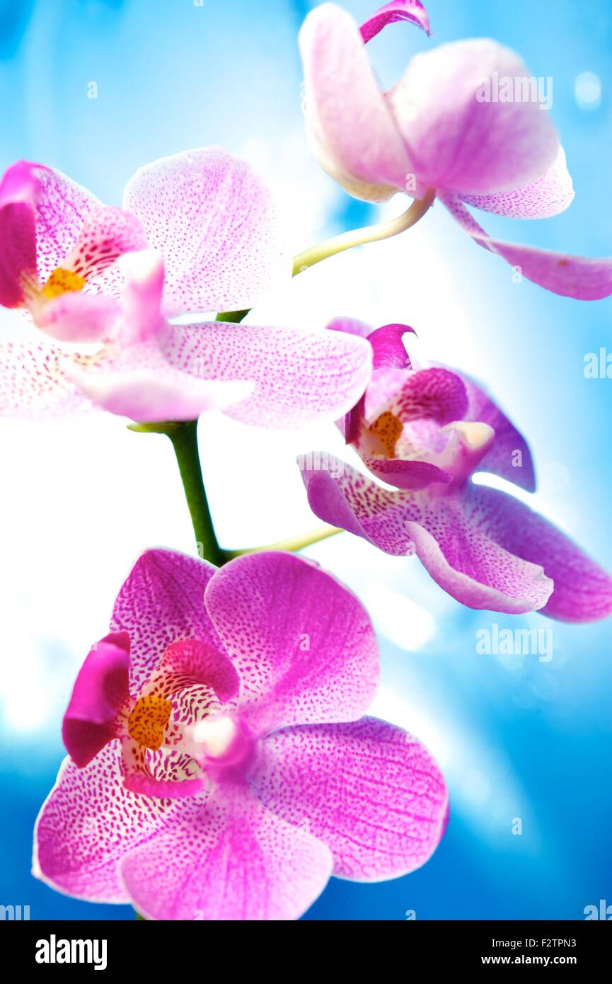 Beautiful orchid flowers Stock Photo - Alamy