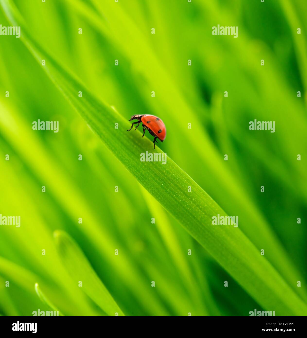 Ladybug on a fresh grass Stock Photo - Alamy
