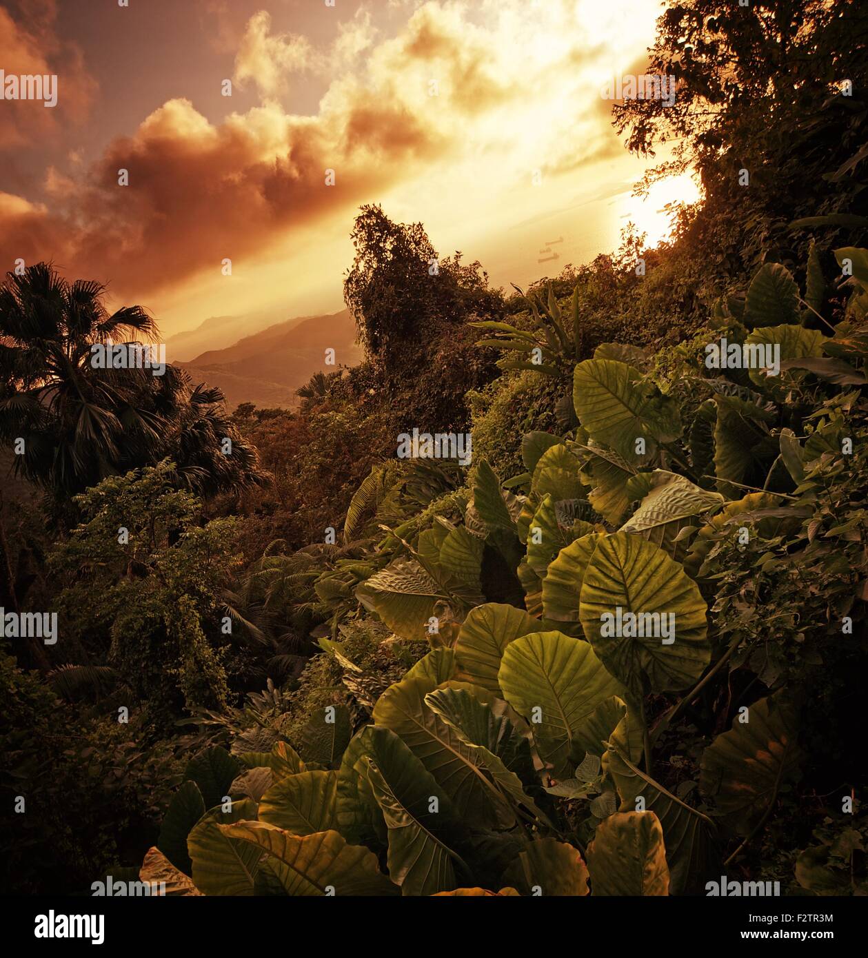 Majestic palms hi-res stock photography and images - Alamy