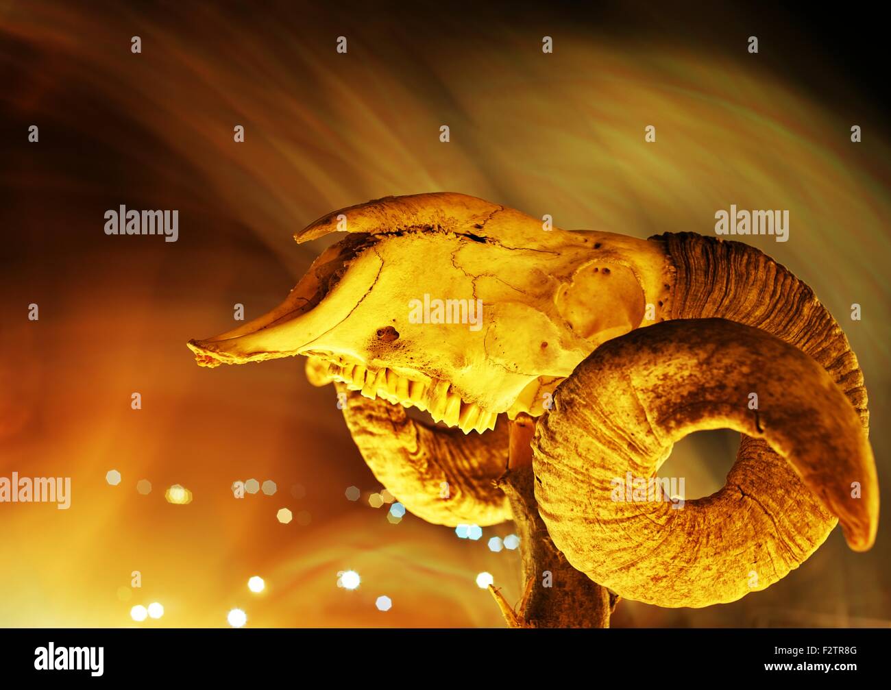 Goat scull over abstract background Stock Photo - Alamy