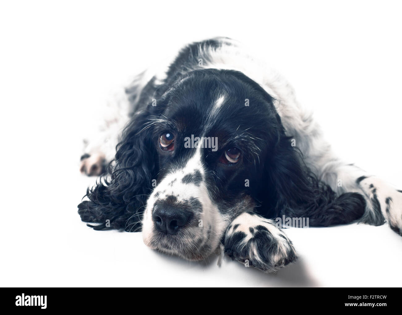 Sad looking cocker spaniel hi-res stock photography and images - Alamy