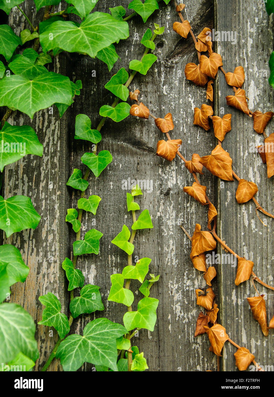 Creeping ivy hi-res stock photography and images - Alamy