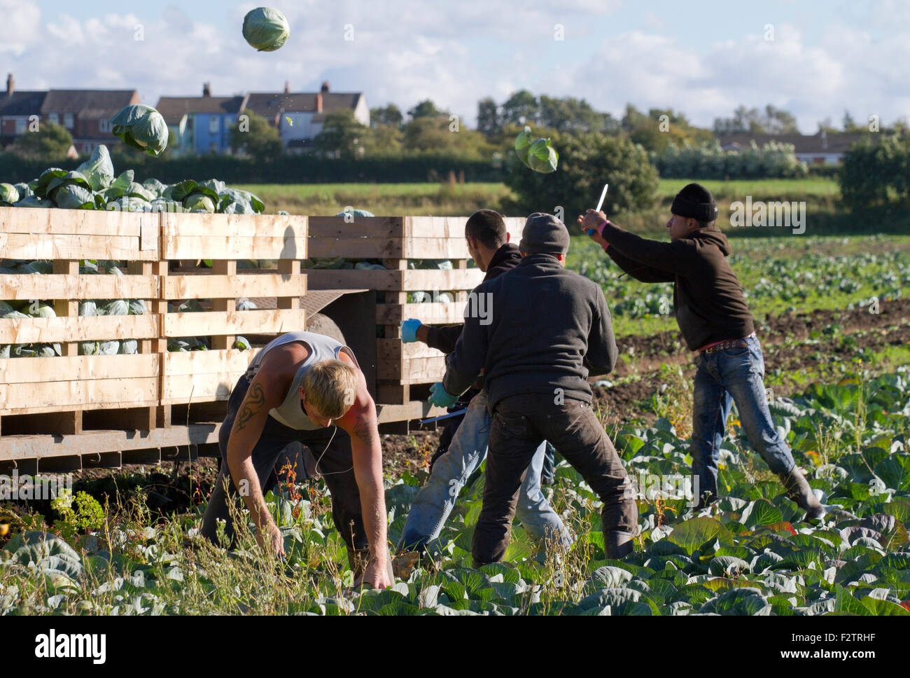 Migrant farm workers here harvesting ripening cabbage crops, Southport ...