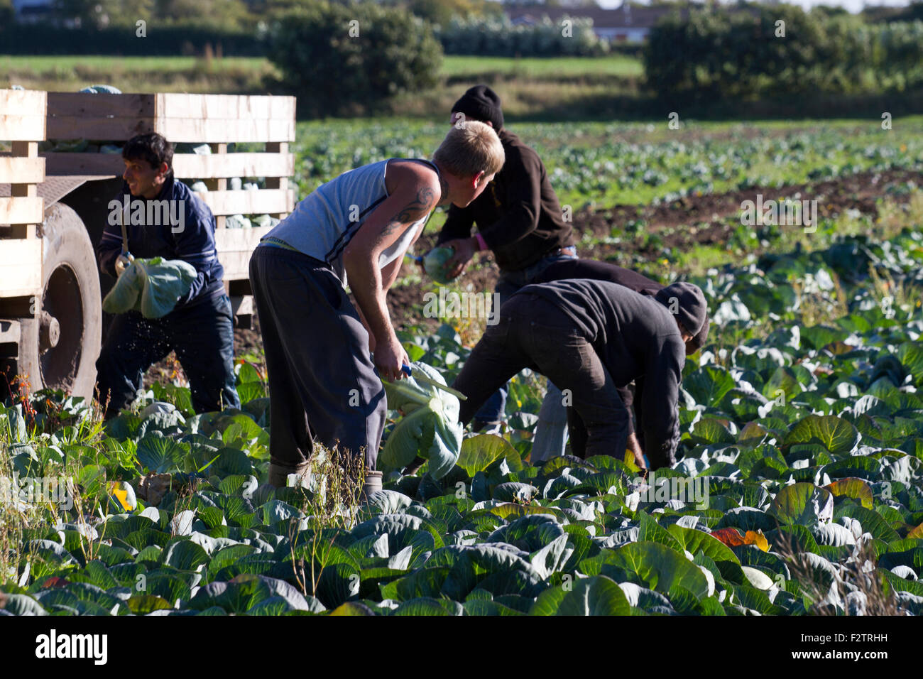 Migrant farm workers here harvesting ripening cabbage crops, Southport ...