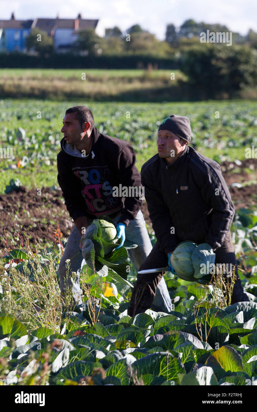 Migrant farm workers here harvesting ripening cabbage crops, Southport ...