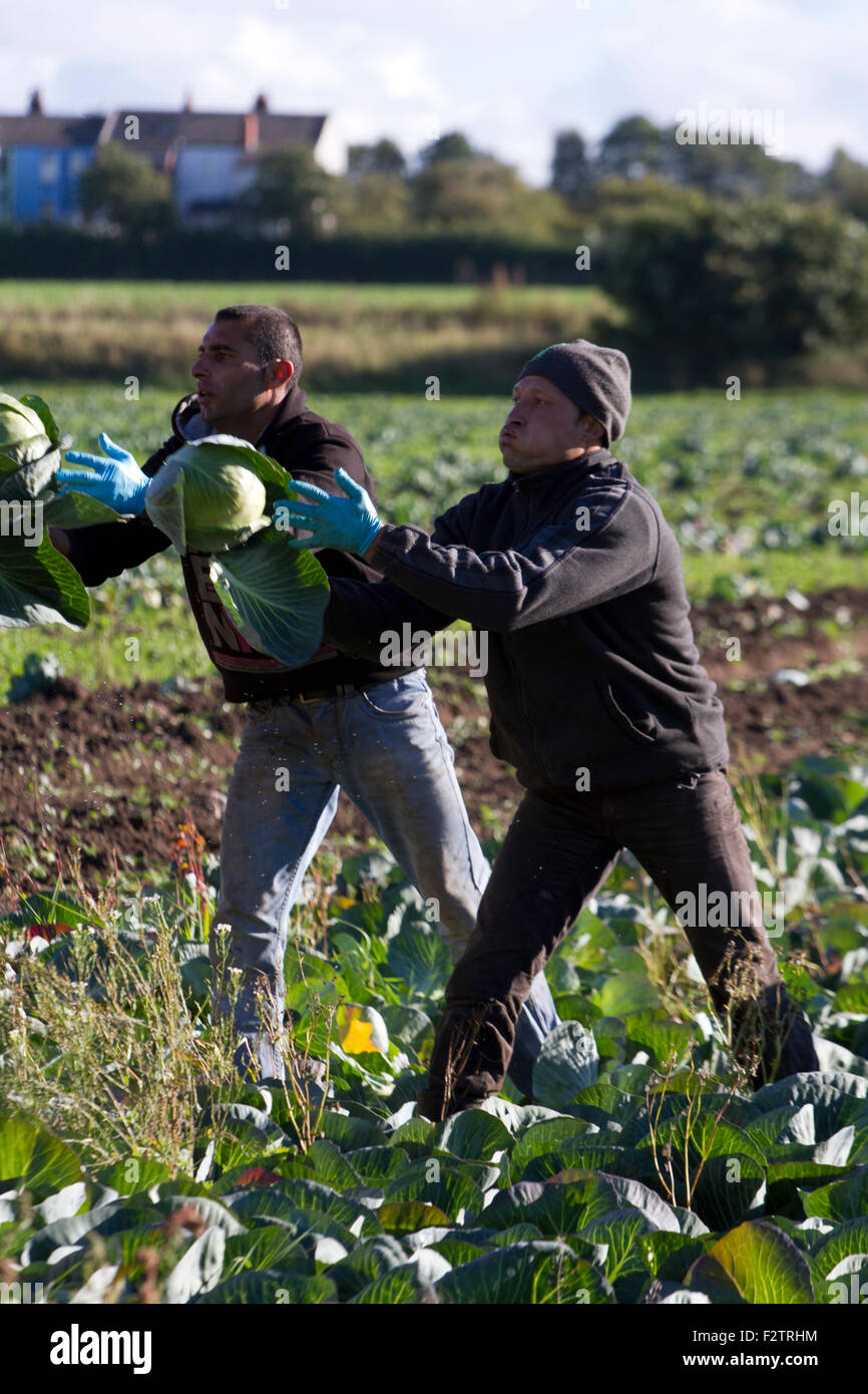 Migrant farm workers here harvesting ripening cabbage crops, Southport ...