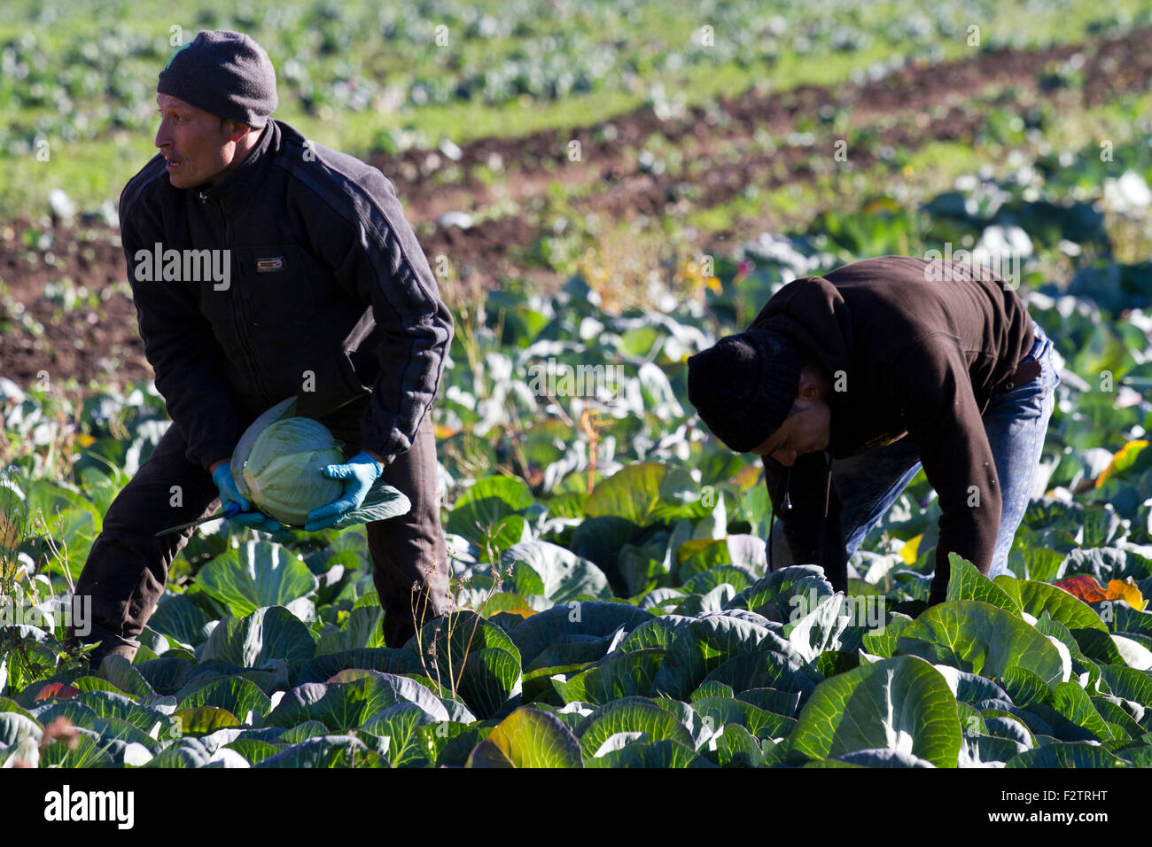 Migrant farm workers here harvesting ripening cabbage crops, Southport ...